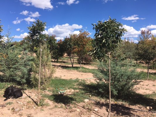 SANTA FE TREE FARM - Updated August 2025 - 1749 San Ysidro Xing, Santa ...