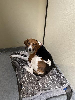 PRICELESS PET RESCUE - COSTA MESA - Updated June 2026 - 70 Photos & 65 ...