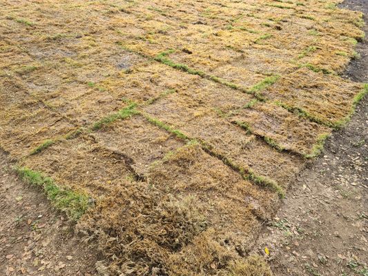THOMAS TURFGRASS - Updated May 2026 - 18 Photos & 23 Reviews - 19050 I ...