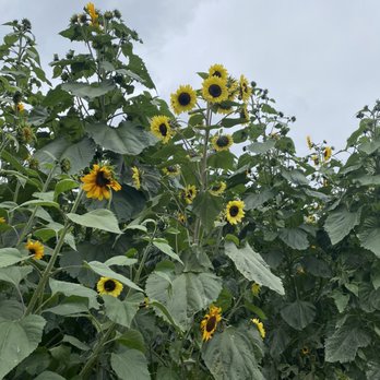 HANA FIELD BY TANAKA FARMS - Updated May 2024 - 288 Photos & 128 ...