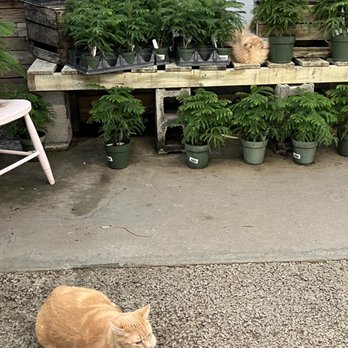 ASHCOMBE FARM AND GREENHOUSES - Updated December 2025 - 51 Photos & 31 ...