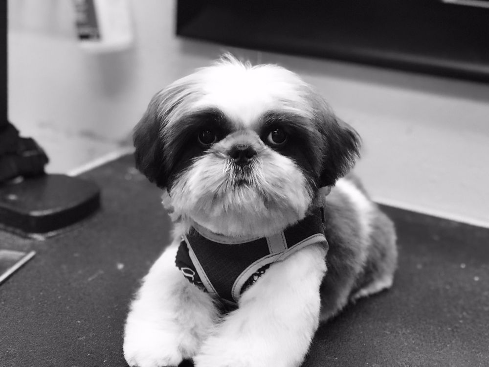 MAUI MUTT HUT - Updated December 2025 - 33 Photos & 45 Reviews - 1295 S ...