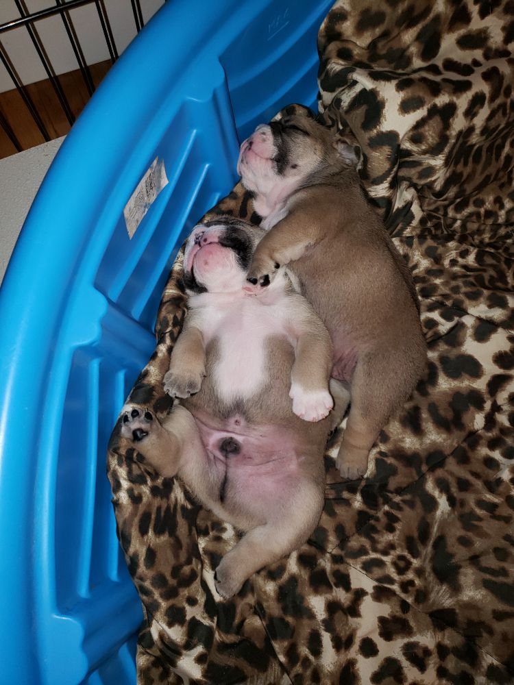 STEVENS REGAL BULLDOGS - Updated May 2026 - 16 Photos - 103 Running ...