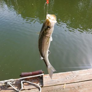 ANGLERS SPORT CENTER - 59 Photos & 21 Reviews - 1456 Whitehall Rd ...