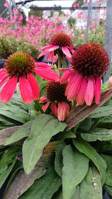 THE FLOWER RANCH - Updated October 2024 - 33 Photos & 24 Reviews - 901 ...