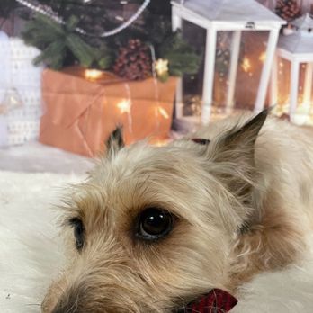 PAWS R US - Updated June 2024 - 78 Photos & 46 Reviews - 7955 N Cedar ...