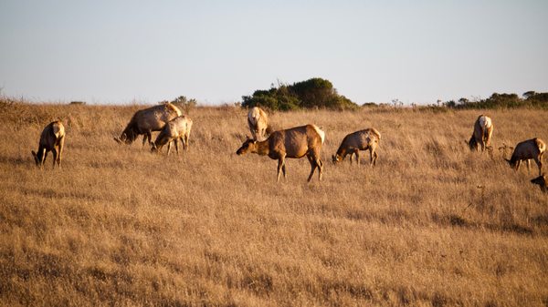 TOMALES POINT TRAIL - TULE ELK PRESERVE near Pierce Point Rd, Inverness ...
