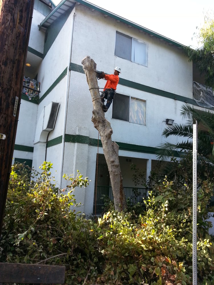 AMAZON TREE SERVICE - Updated October 2025 - 110 Photos & 33 Reviews ...