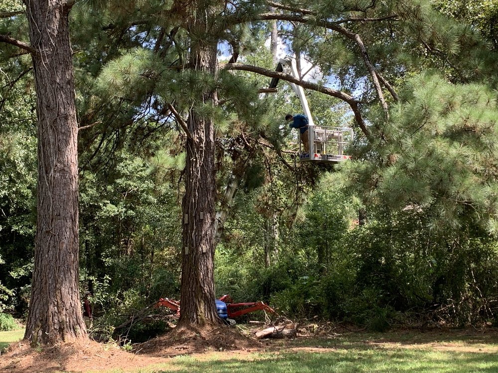 GENESIS TREE SERVICES - Updated October 2025 - 40 Photos - Pearl River ...