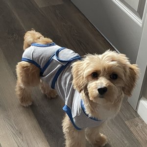 HIGH RIDGE ANIMAL HOSPITAL - 2612 Gravois Rd, High Ridge, Missouri ...