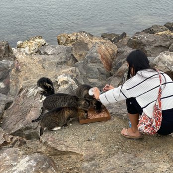 CAT JETTY - Updated December 2025 - 163 Photos & 18 Reviews - 2510 ...