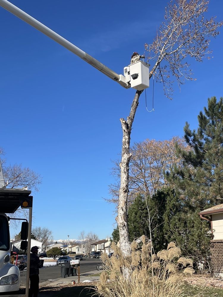 WILLCO TREE - Updated December 2025 - 35 Photos & 17 Reviews - 10758 ...