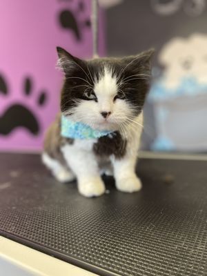 SUDS IN THE BUCKET GROOMING - Updated December 2025 - 13 Photos - 15214 ...