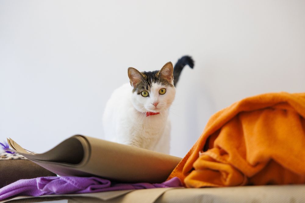 ANTI-CRUELTY - Updated July 2025 - 217 Photos & 460 Reviews - 510 N ...