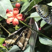 THE SMITHSONIAN BUTTERFLY HABITAT GARDEN - 51 Photos & 13 Reviews ...