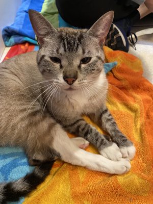 RYAN VETERINARY HOSPITAL - Updated September 2025 - 15 Photos & 195 ...