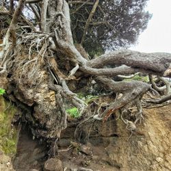 TREE OF LIFE - 26 Photos - 101 Old State Hwy, Forks, Washington ...