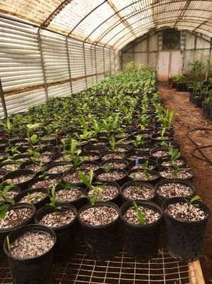 EXOTICA RARE FRUIT NURSERY - Updated December 2025 - 330 Photos & 124 ...