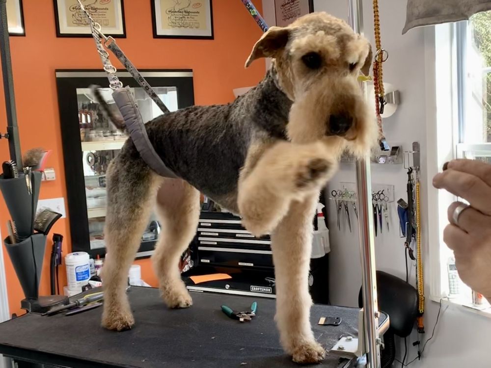 CRITTER CARE PLUS - 74 Photos - 2181 Bethesda Church Rd, Carrollton ...