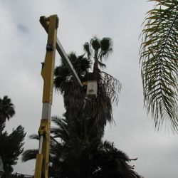 ALL ACCESS TREE CARE - 150 Photos & 228 Reviews - 289 Vernon Way, El ...