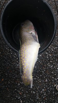 LADSON FLEA MARKET - AT FAIRGROUNDS - 36 Photos & 14 Reviews UPDATED ...