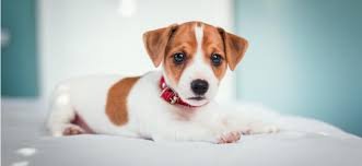 HEARTLAND PETS - Updated January 2026 - 15 Photos & 13 Reviews - 573 ...