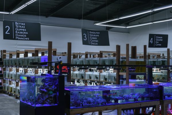 CK FISH WORLD - Updated October 2025 - 445 Photos & 479 Reviews - 541 North Azusa Ave, West ...