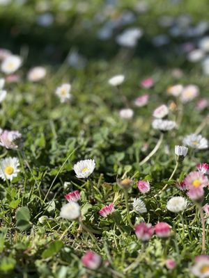 SHADOW CLIFFS REGIONAL RECREATION AREA - Updated January 2026 - 259 ...