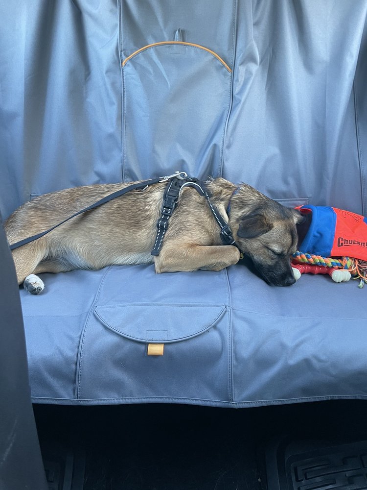 SMILIN DOGS - Updated September 2025 - 30 Photos & 172 Reviews - 251 ...