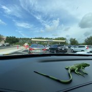 COSTCO - Updated June 2026 - 199 Photos & 151 Reviews - 10921 Causeway ...