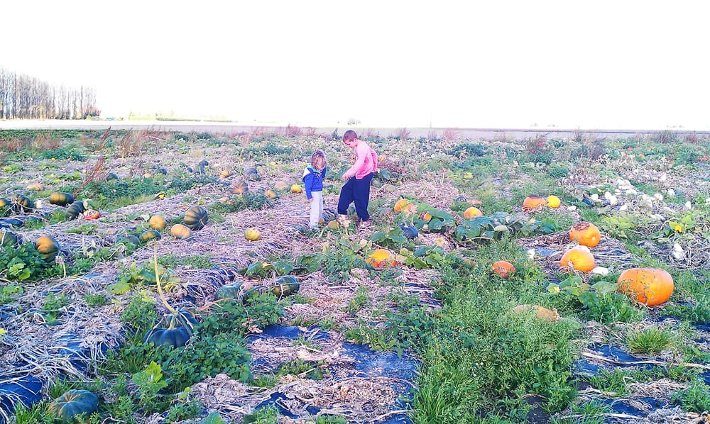 LA CUEILLETTE DU CHÊNE VERT - Updated September 2024 - Pont du Benkies ...