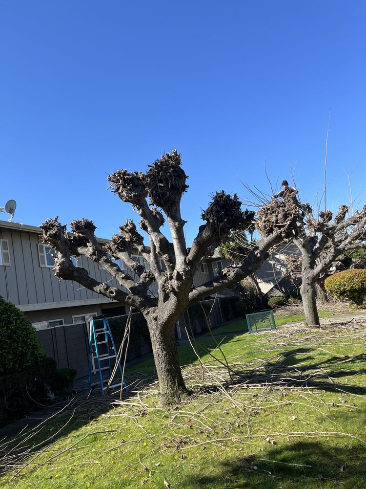 PACHECOS GOPHER CONTROL - Updated January 2026 - 69 Photos & 19 Reviews ...