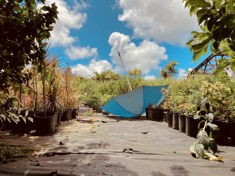 GPF PLANT NURSERY - Updated June 2024 - 62 Photos - 110 Chalan Ibang ...