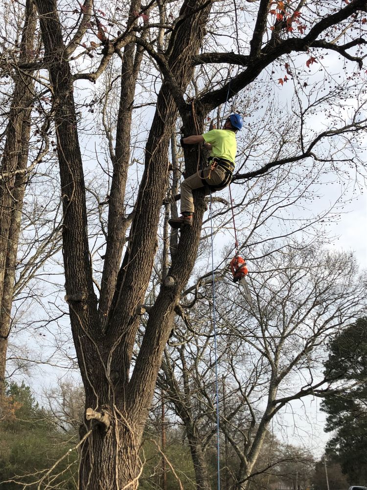 STUMP STOMPERS - 11752 Westhill Rd, Coker, Alabama - Tree Services ...