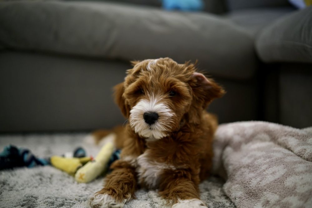 RIVER DOODLES - Updated November 2025 - 47 Photos & 36 Reviews - 770 S ...