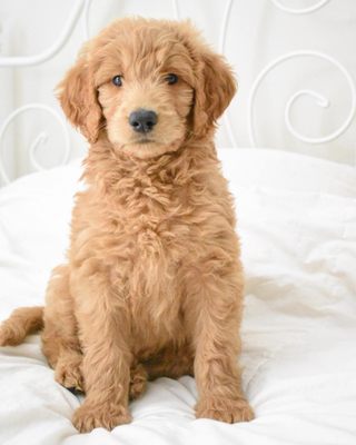 SNICKERSDOODLES - Updated March 2025 - 69 Photos & 36 Reviews - Weir ...