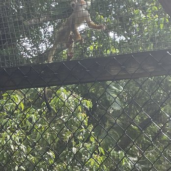 MONKEY JUNGLE - Updated December 2025 - 413 Photos & 213 Reviews ...
