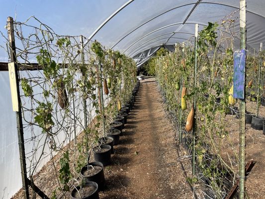 THE LUFFA FARM - Updated February 2025 - 213 Photos & 88 Reviews - 1457 ...