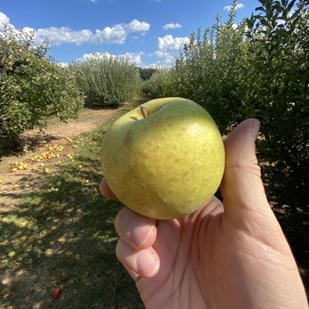 BJ REECE ORCHARDS - Updated April 2025 - 453 Photos & 193 Reviews ...