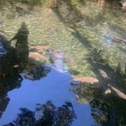 BONNEVILLE DAM FISH HATCHERY - 433 Photos & 104 Reviews - 70543 NE ...