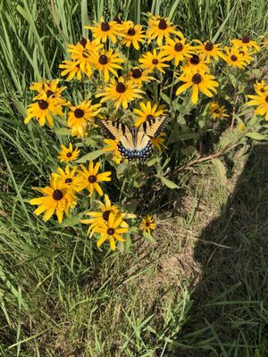 MULBERRY BEND OVERLOOK - Updated August 2025 - NE-15, Newcastle ...