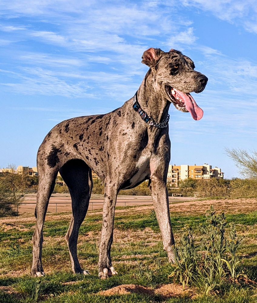 THE BIG MUTT NETWORK - Updated December 2025 - 40 Photos & 34 Reviews ...