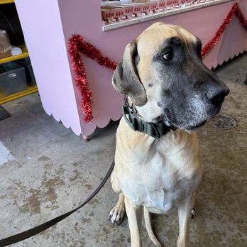 BON BON BON MIDTOWN DETROIT - Updated January 2026 - 408 Photos & 84 ...