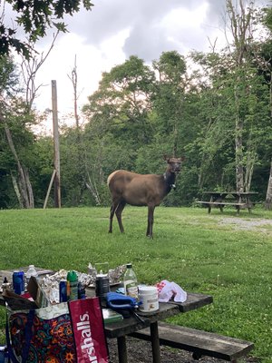 MILE HIGH CAMPGROUND - Updated October 2025 - 4387 Wrights Creek Rd ...