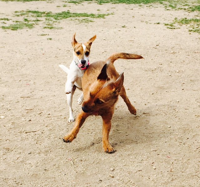 THE POLITE DOG - Updated July 2025 - 41 Photos - Studio City ...