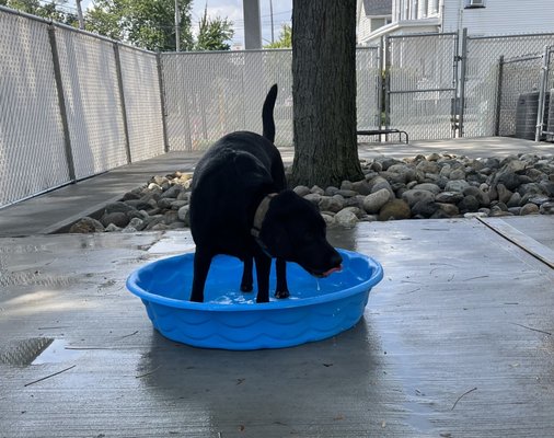 4 PAWS ONLY - Updated November 2024 - 15 Photos & 15 Reviews - 246 Main ...