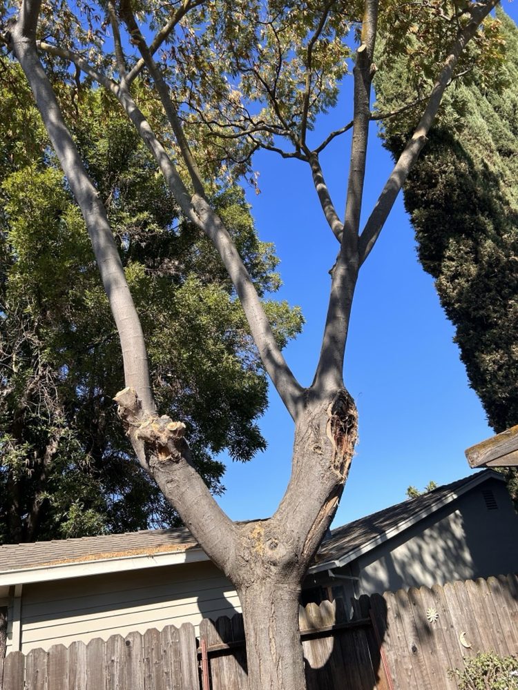 JC TREE SERVICE - Updated January 2026 - 57 Photos & 68 Reviews ...