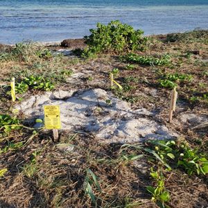 KEY WEST DOG BEACH - Updated June 2025 - 38 Photos & 26 Reviews ...