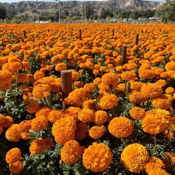 SANCHEZ PRODUCE - Updated October 2025 - 56 Photos & 20 Reviews - 16230 ...