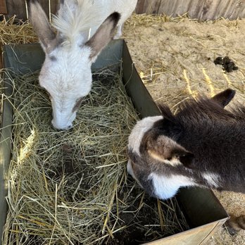 FOG WILLOW FARMS - Updated July 2025 - 475 Photos & 186 Reviews - 11011 ...